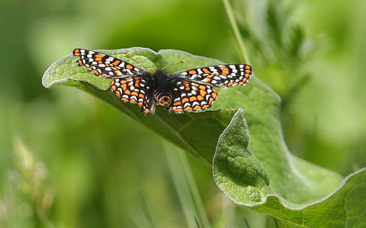Artillery fire, butterflies coexist on Army range - Observer-Reporter